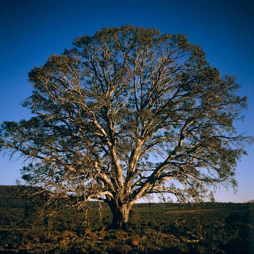 Cider Gum (Eucalyptus Gunnii) | Sequoia Valley Farms