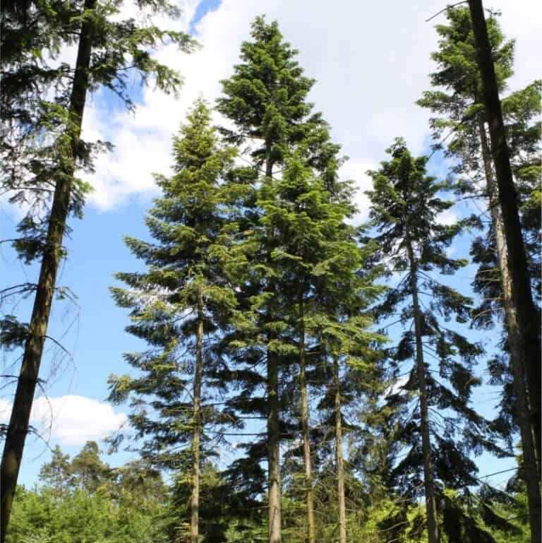 Grand Fir (Abies Grandis) | Sequoia Valley Farms