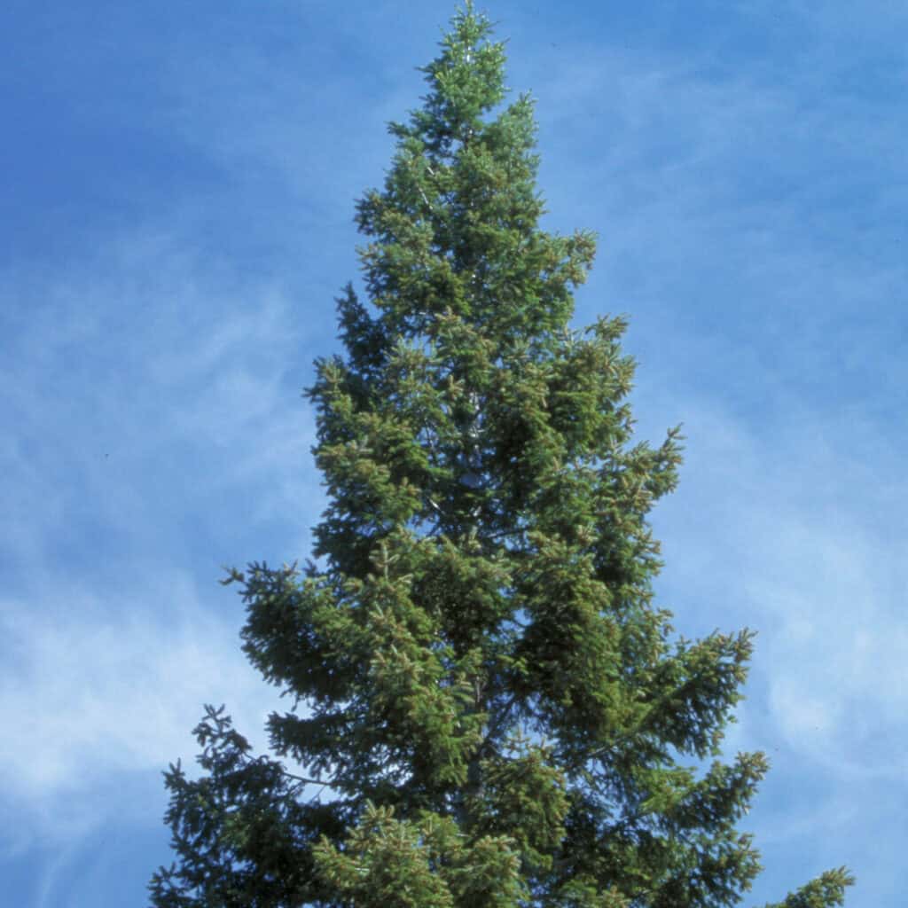 Grand Fir (Abies Grandis) | Sequoia Valley Farms