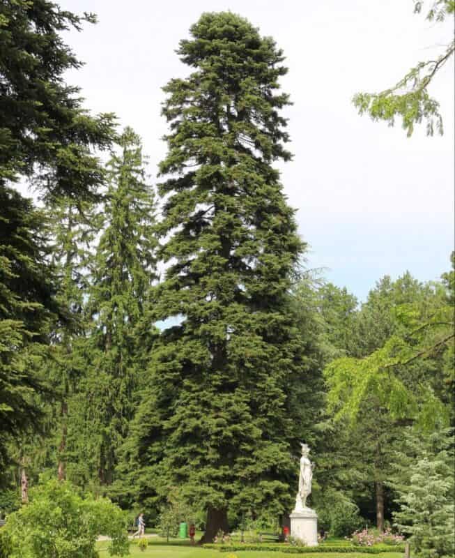 Nordmann Fir (Abies Nordmanniana) | Sequoia Valley Farms