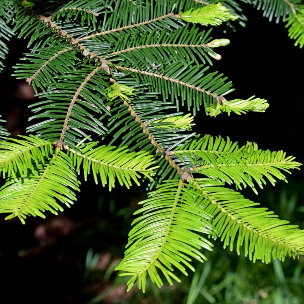 Grand Fir (Abies Grandis) | Sequoia Valley Farms