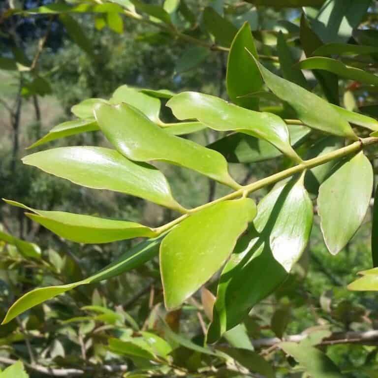Buy Huon Pine Australia | Lagarostrobos Franklinii Starter