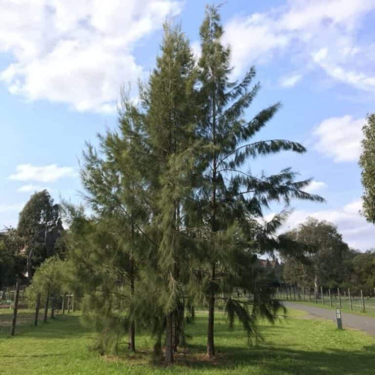 Black Sheoak (Allocasuarina Littoralis) | Sequoia Valley Farms