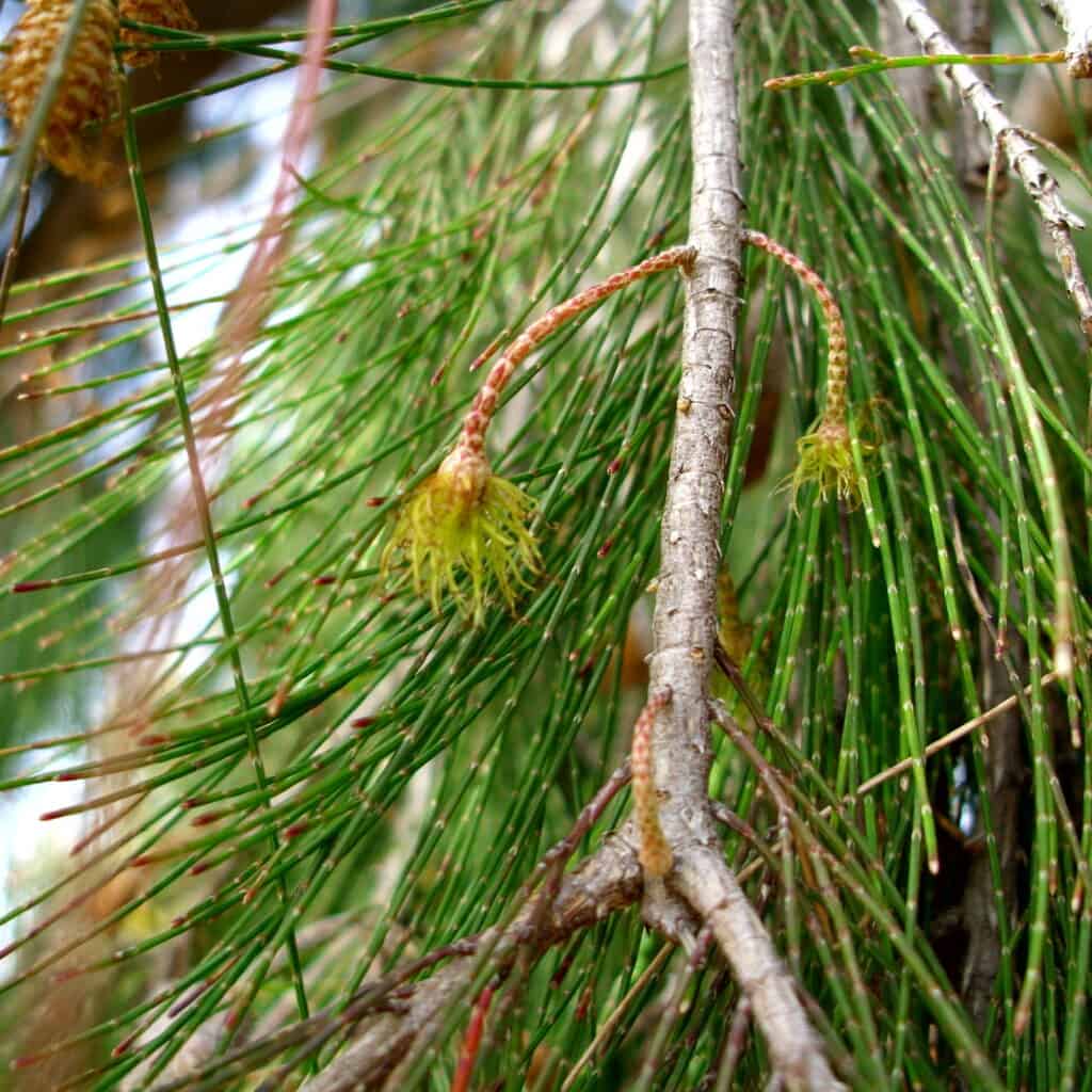 Forest Sheoak (Allocasuarina Torulosa) | Sequoia Valley Farms