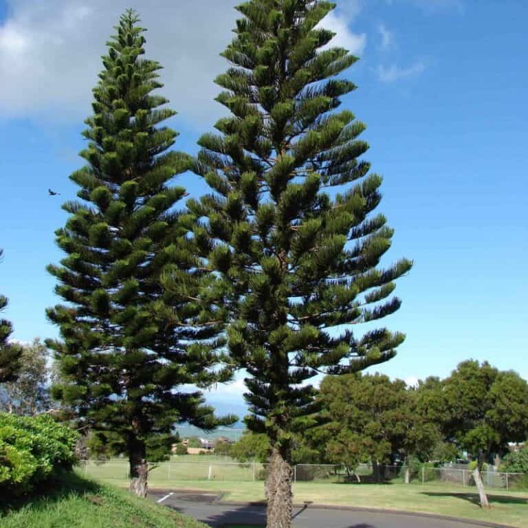 Buy Cook Pine | Araucaria Columnaris For Sale
