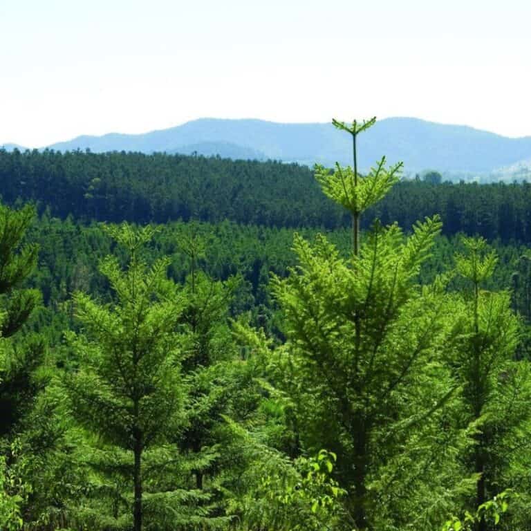 Discover The Creeping Strawberry Pine At Sequoia Valley Farms ...