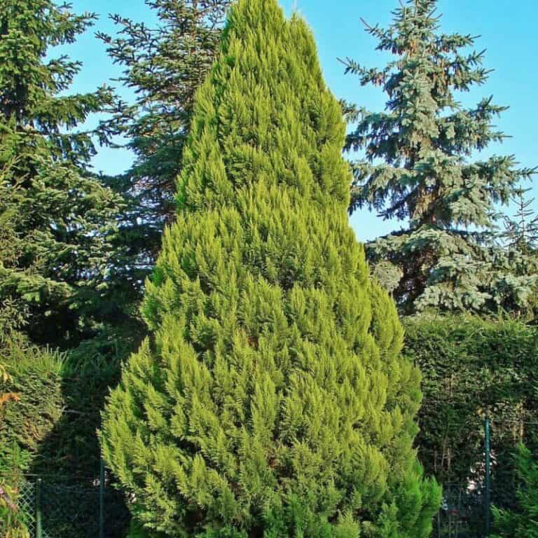 Buy Huon Pine Australia | Lagarostrobos Franklinii Starter