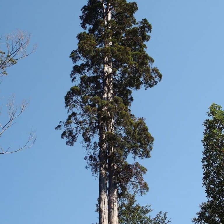 South American Conifers | Sequoia Valley Farms