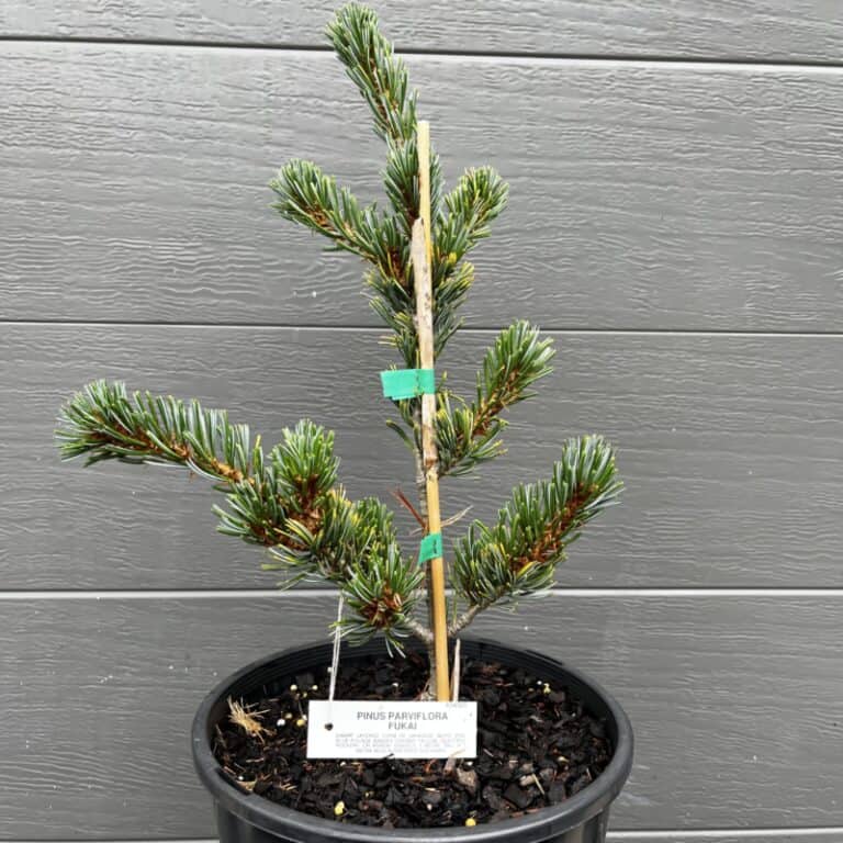Shop | Sequoia Valley Farms