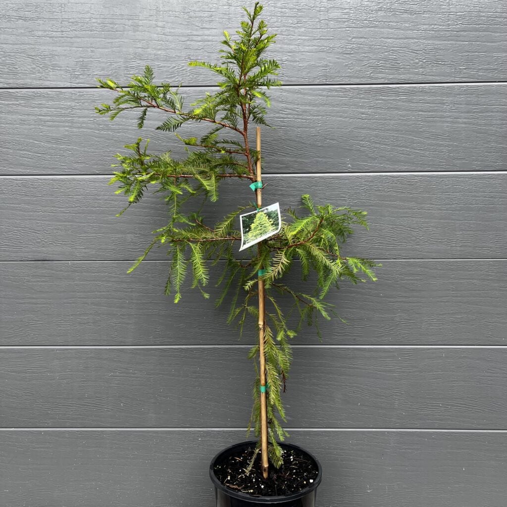 North American Conifers | Sequoia Valley Farms