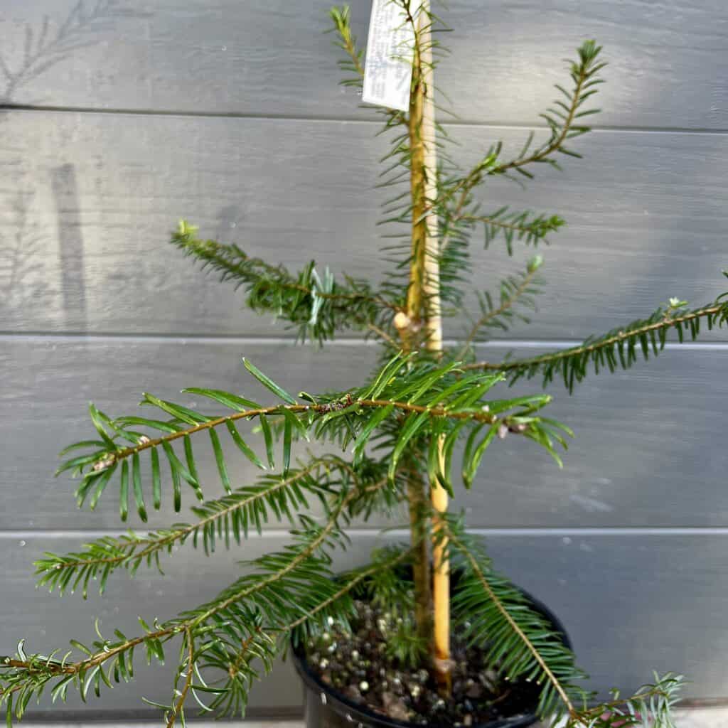Grand Fir (Abies Grandis) | Sequoia Valley Farms