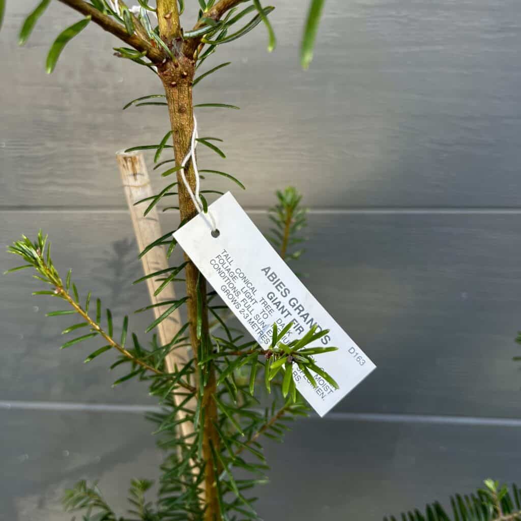 Grand Fir (Abies Grandis) | Sequoia Valley Farms