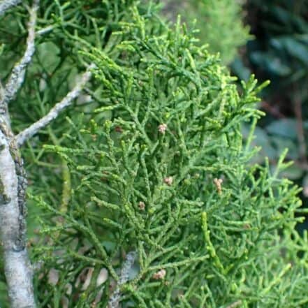 Buy Huon Pine | Lagarostrobos Franklinii For Sale