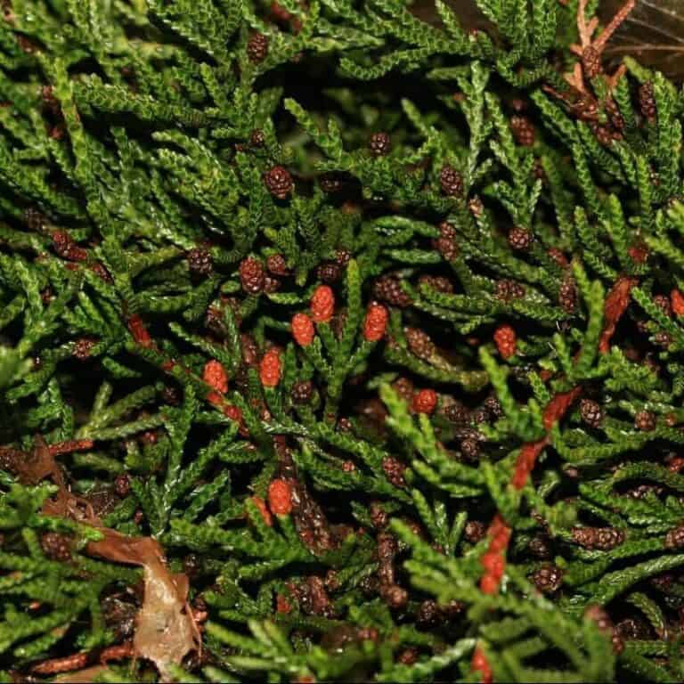 Buy Creeping Strawberry Pine | Microcachrys Tetragona