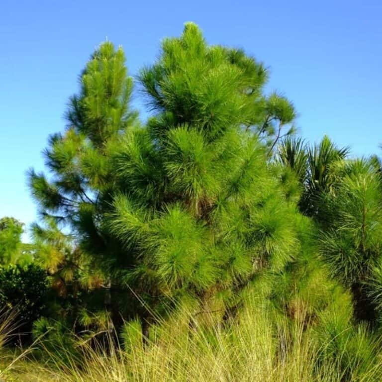 Discover Bunya Pine (Araucaria Bidwillii) For Your Garden