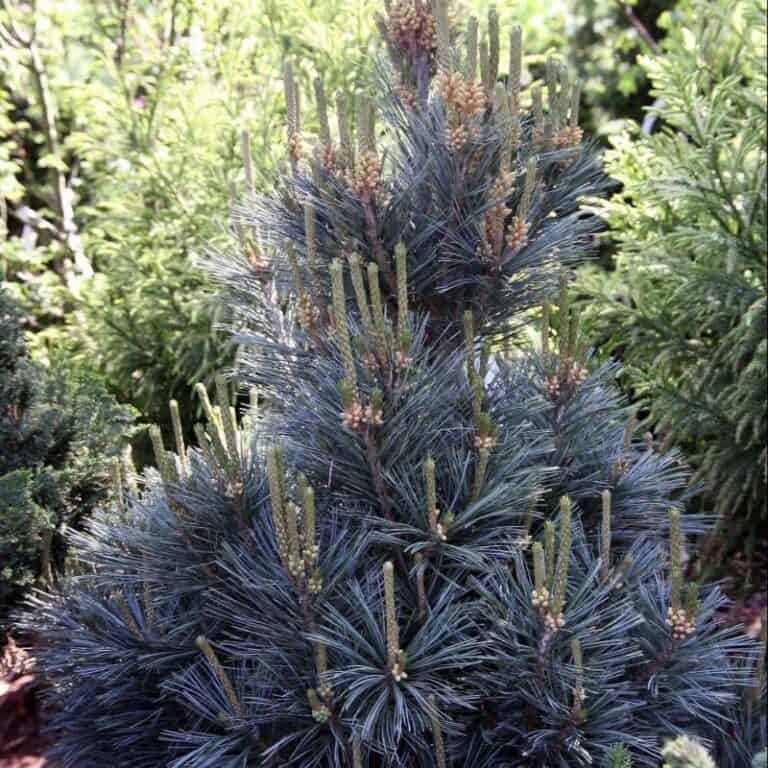 North American Conifers | Sequoia Valley Farms