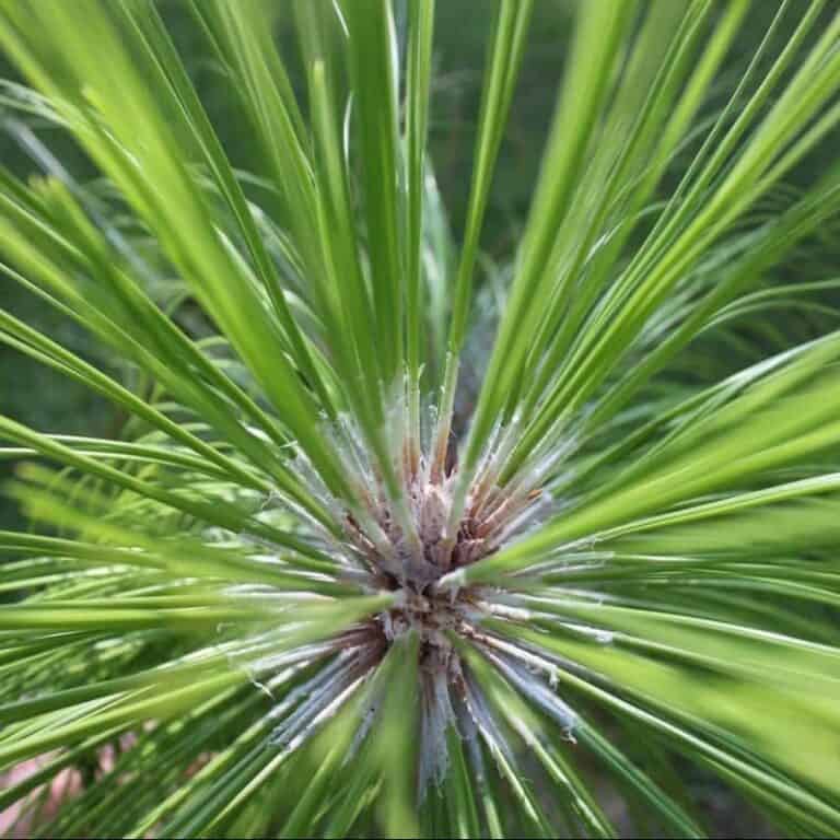 Buy Wollemi Pines Online | Rare Wollemia Nobilis For Sale