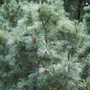 Pinus-parviflora-Glauca-full-1 | Sequoia Valley Farms