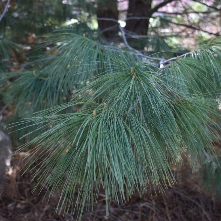 Southwestern White Pine (Pinus Strobiformis) | Sequoia Valley Farms