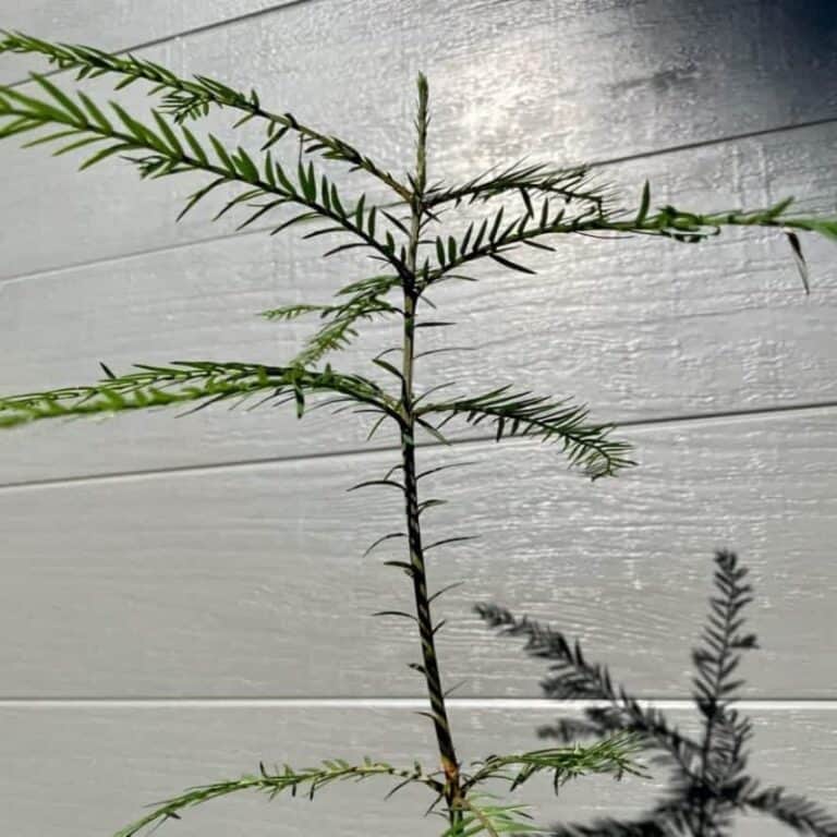 Discover The Creeping Strawberry Pine At Sequoia Valley Farms ...