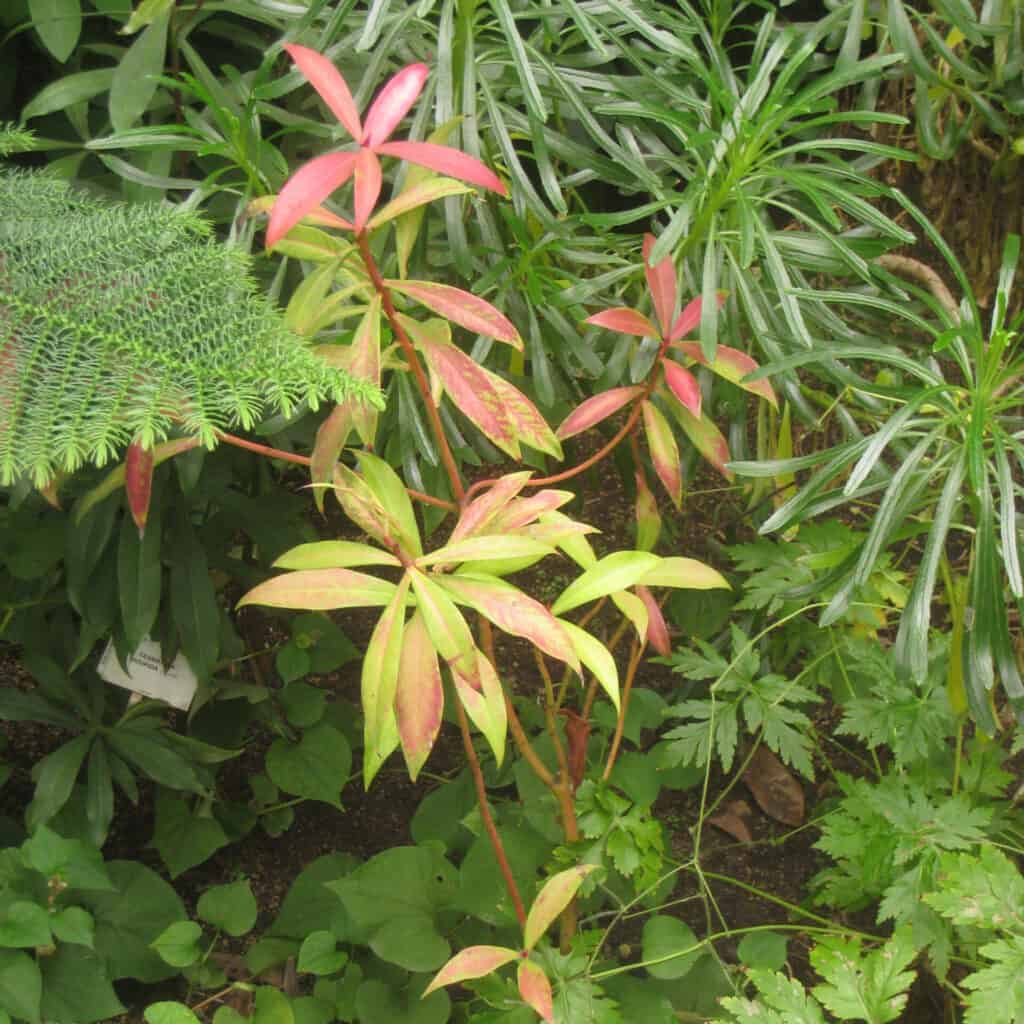 Cool Temperate Rainforest | Sequoia Valley Farms