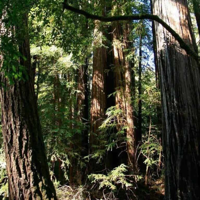 Coastal Redwood For Sale | Sequoia Sempervirens | Australia