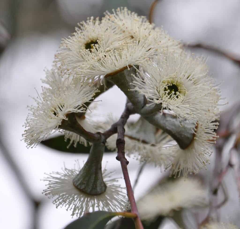 Unveiling The Exquisite Tasmanian Snow Gum (Eucalyptus Coccifera ...