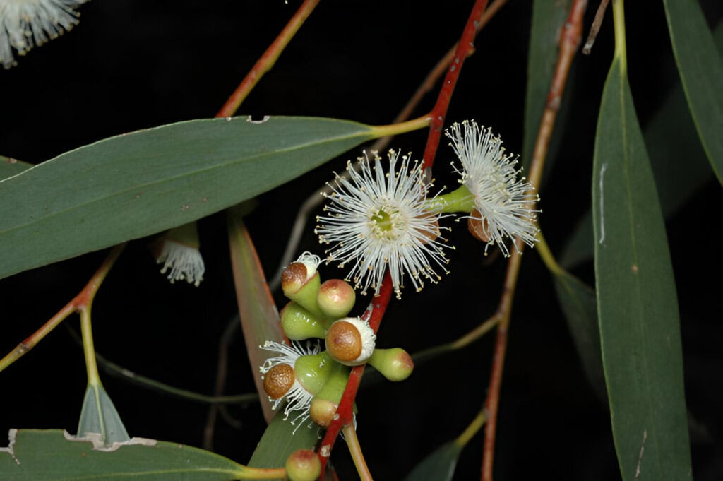 Discover The Beauty Of The Dwarf Snow Gum (Eucalyptus Gregsoniana) At ...