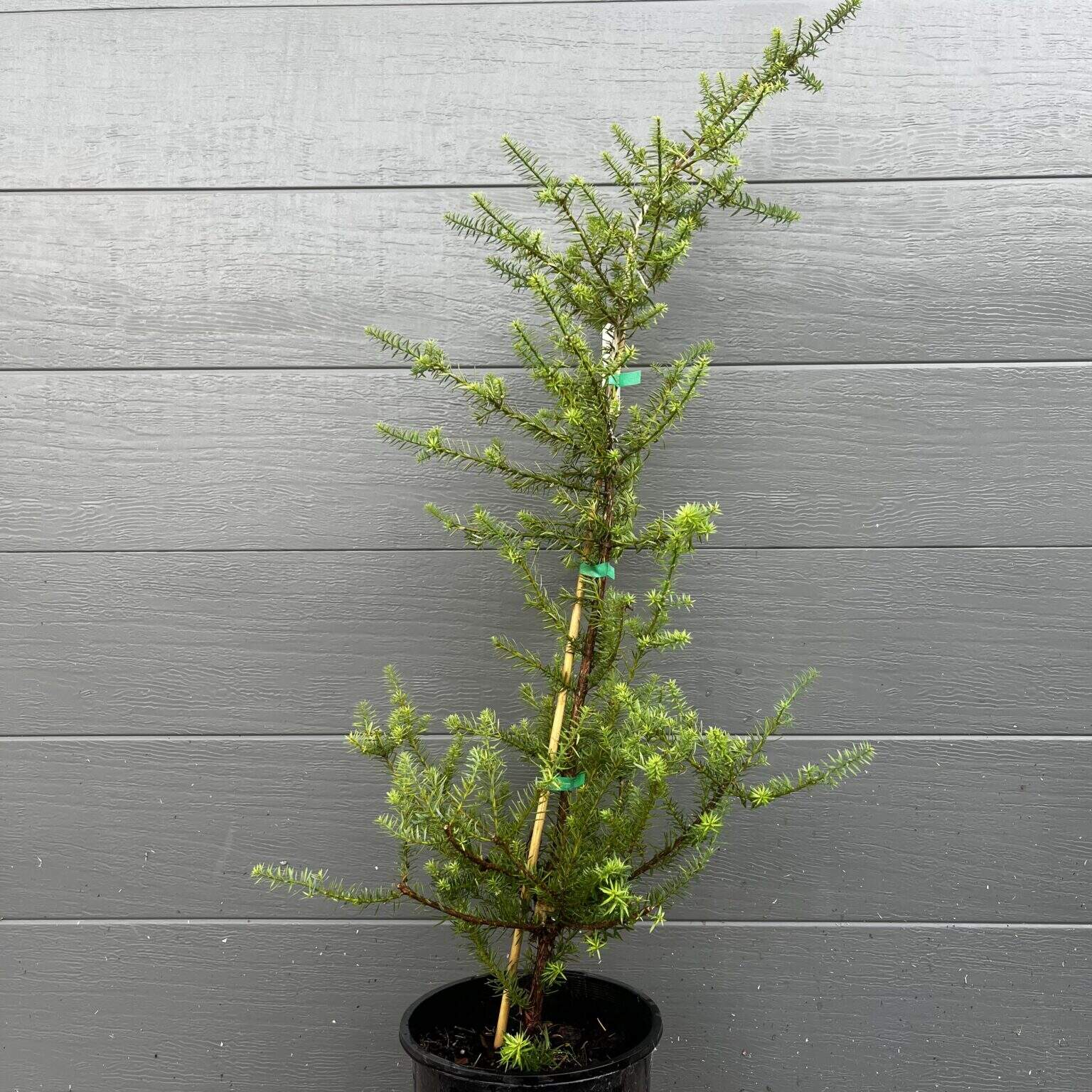 New Zealand Conifers | Sequoia Valley Farms