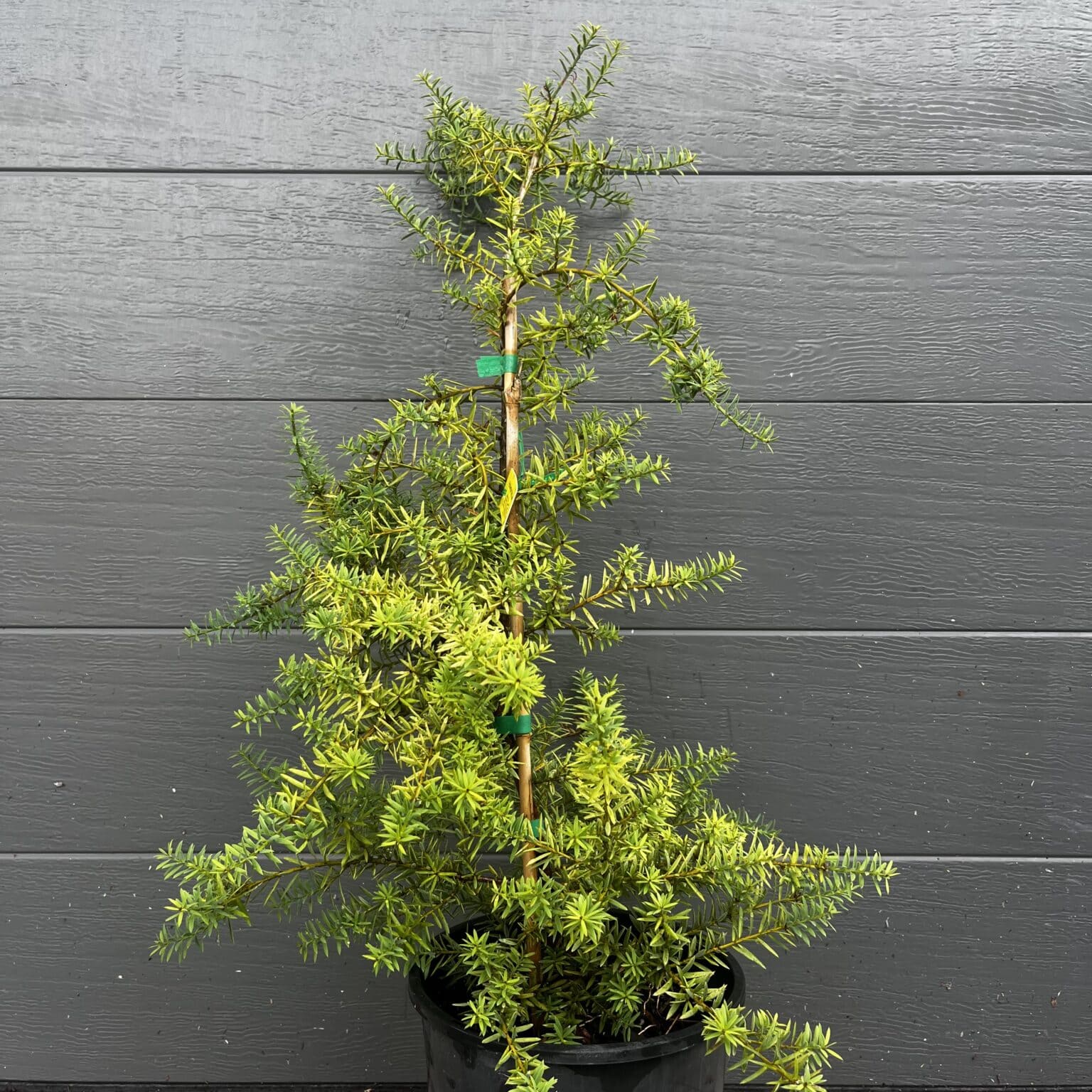Comprehensive Guide To Growing Mountain Ash | Sequoia Valley Farms