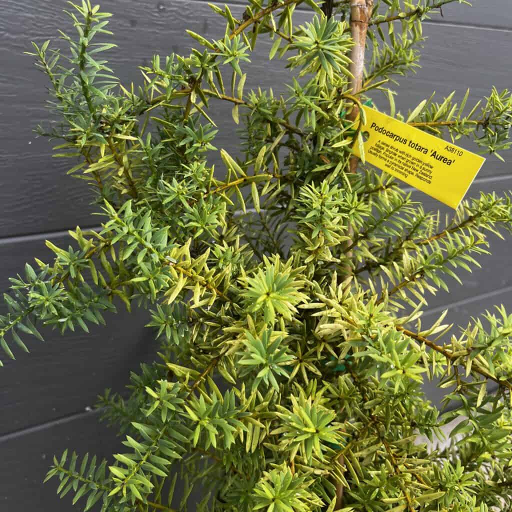 Discover The Striking Beauty Of Golden Totara Tree - Sequoia Valley Farms