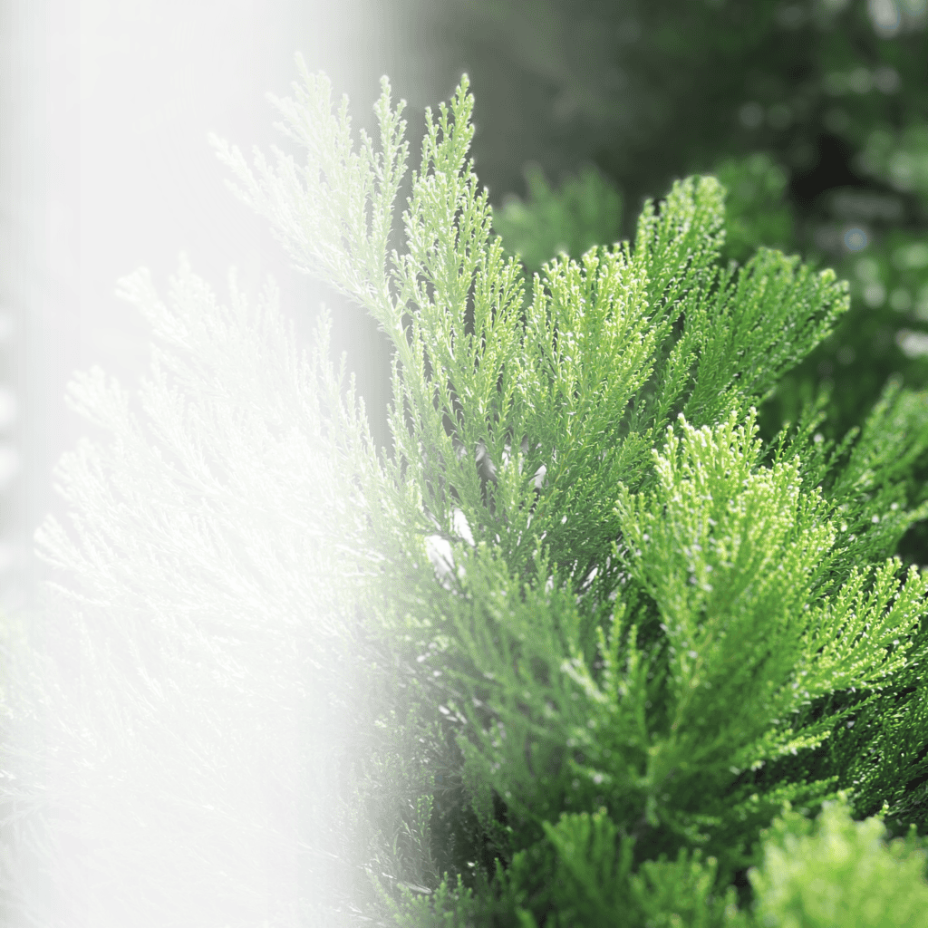 Sequoiadendron-giganteum-Hero-1 | Sequoia Valley Farms