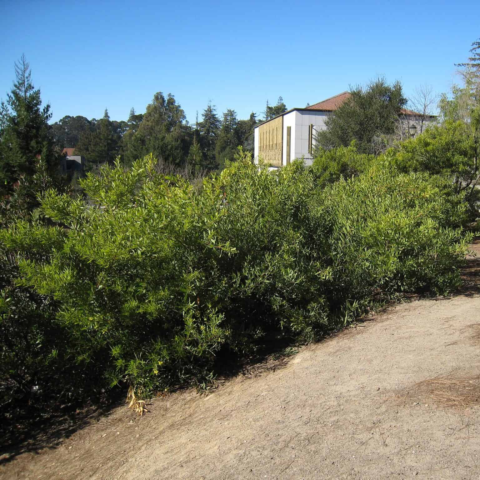 Acacias | Sequoia Valley Farms