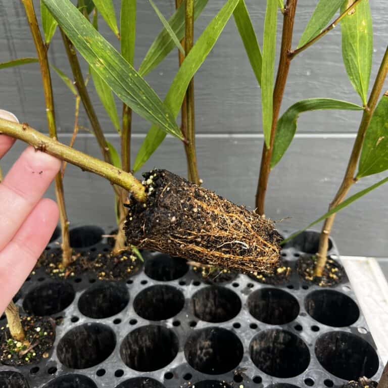 Growing And Caring For Golden Wattle | Acacia Longifolia Guide