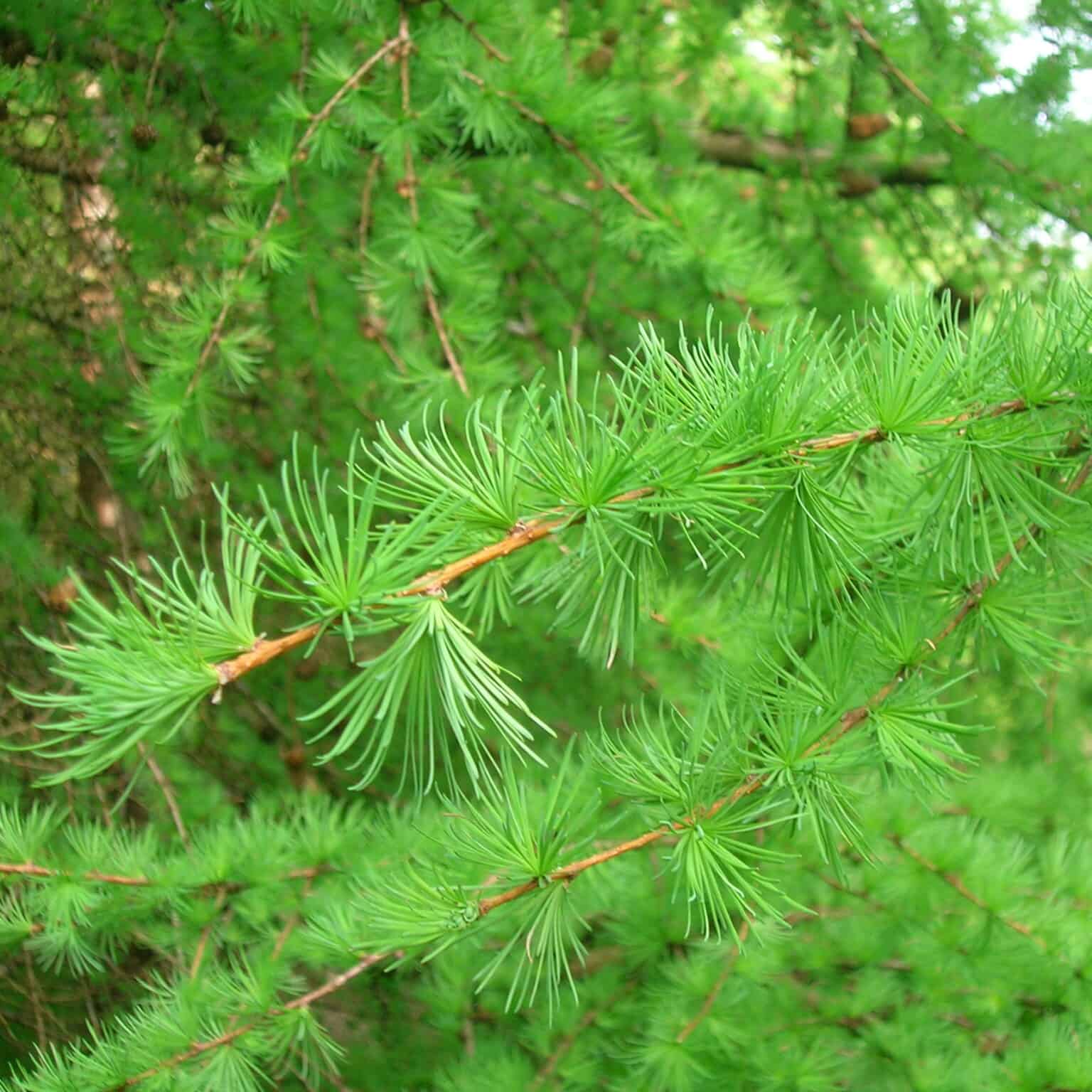 Growing And Caring For European Larch: A Comprehensive Guide