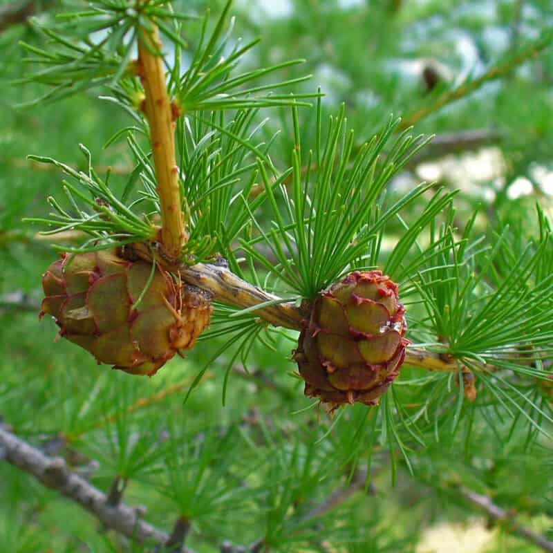 Growing And Caring For European Larch: A Comprehensive Guide