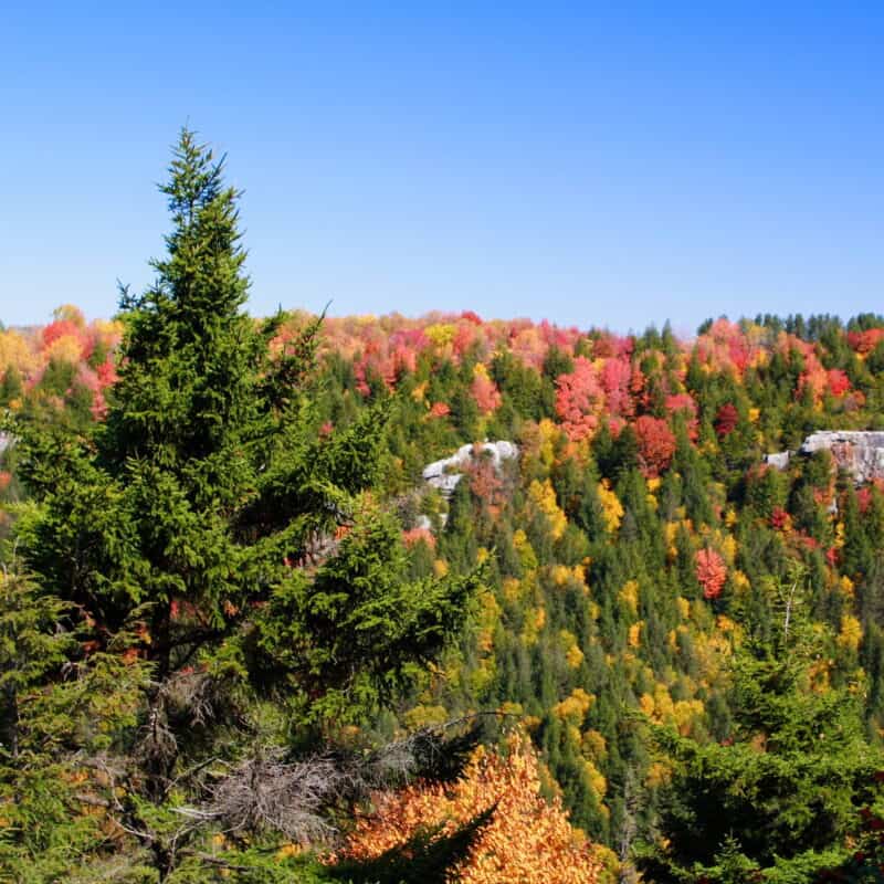 Discover The Beauty Of Red Spruce | Sequoia Valley Farms