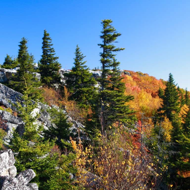 Comprehensive Guide To Growing And Caring For Dwarf Mountain Pine ...
