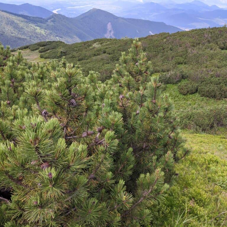 Comprehensive Guide To Growing And Caring For Dwarf Mountain Pine ...