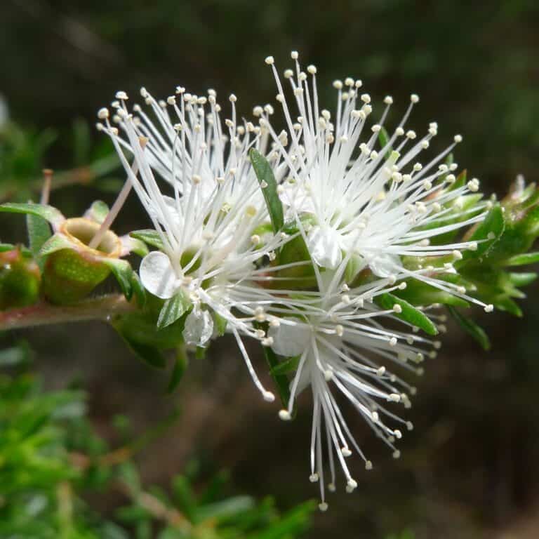 Growing Tick Bush: A Comprehensive Guide To Kunzea Ambigua | Sequoia ...