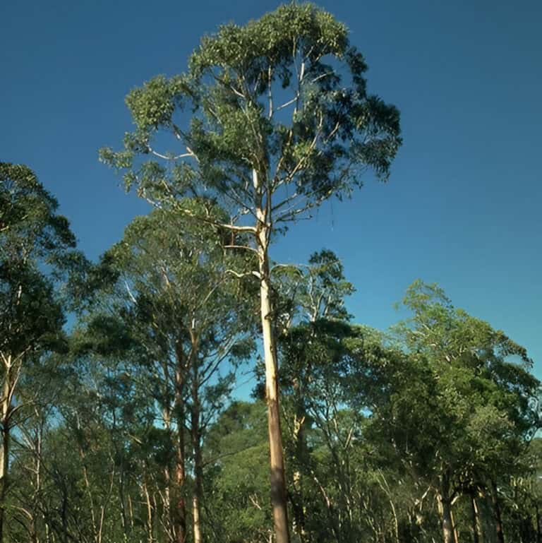 Growing Tick Bush: A Comprehensive Guide To Kunzea Ambigua | Sequoia ...