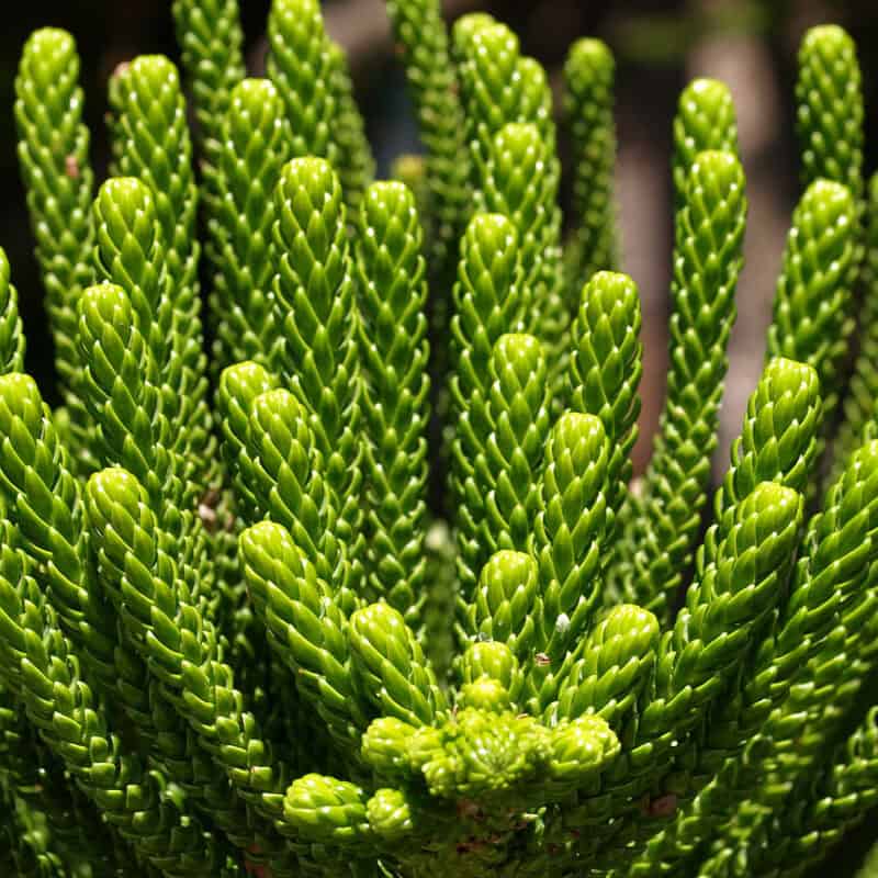 Induldge In The Glorious Norfolk Island Pine (Araucaria) | Indoor Plant ...