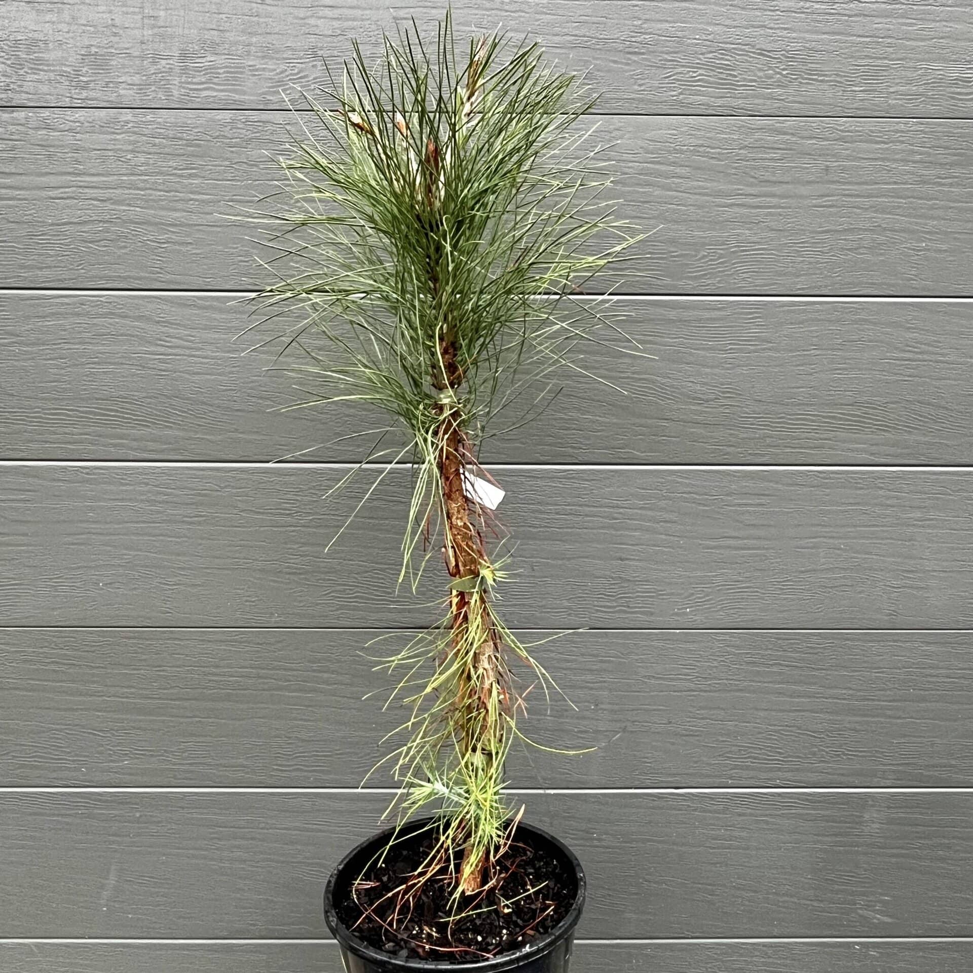 Discover New Zealand Cedar: Libocedrus Bidwillii Guide
