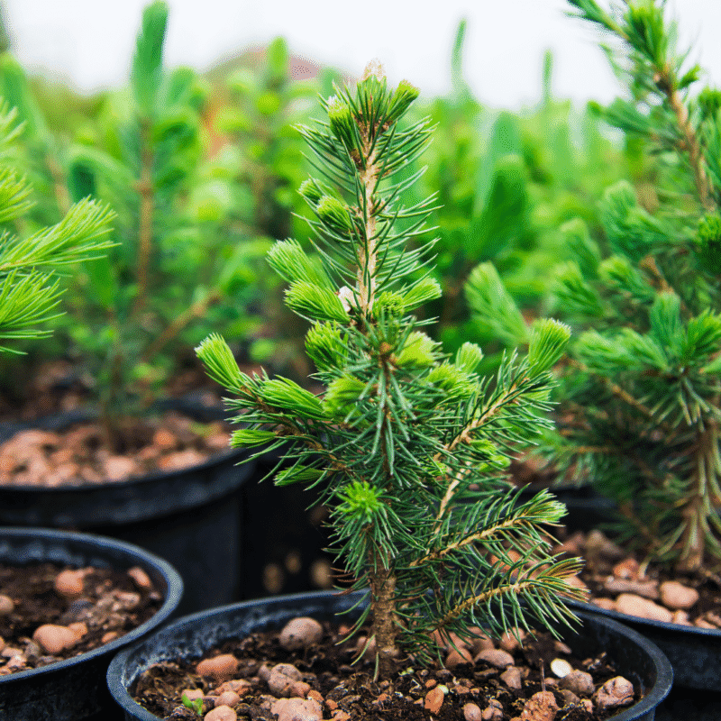 How To Order | Sequoia Valley Farms - Express Courier & Sustainable ...