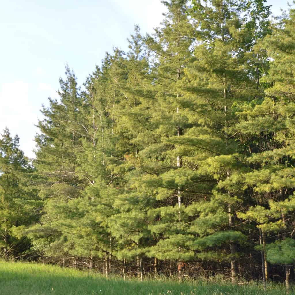 North American Conifers | Sequoia Valley Farms