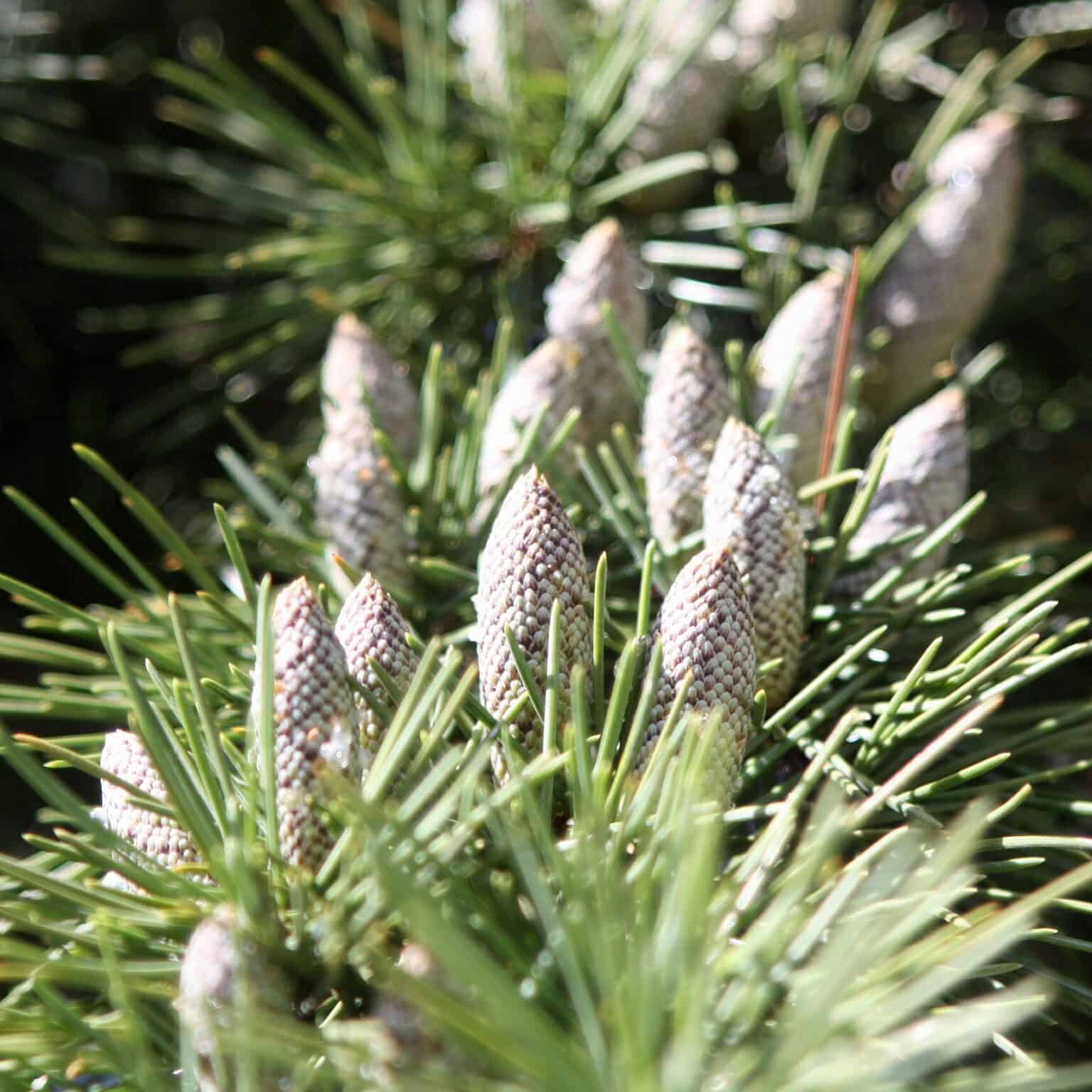 Discover The Deodar Cedar: The Majestic Himalayan Tree