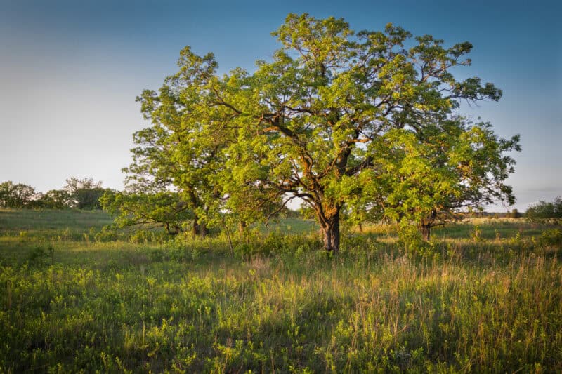 North American Oaks | Sequoia Valley Farms