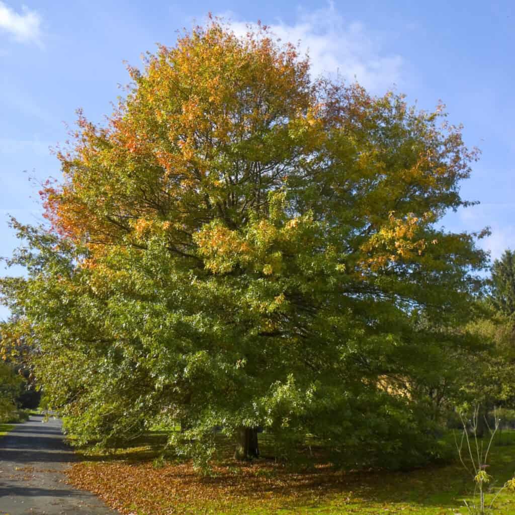 Discover Pin Oak The Stunning Quercus Palustris Tree