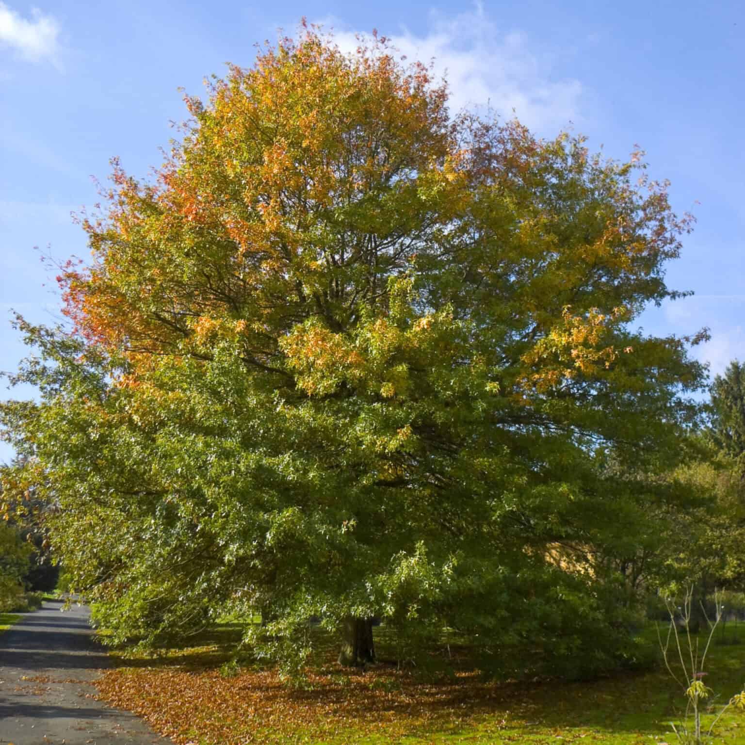 Discover Pin Oak: The Stunning Quercus Palustris Tree