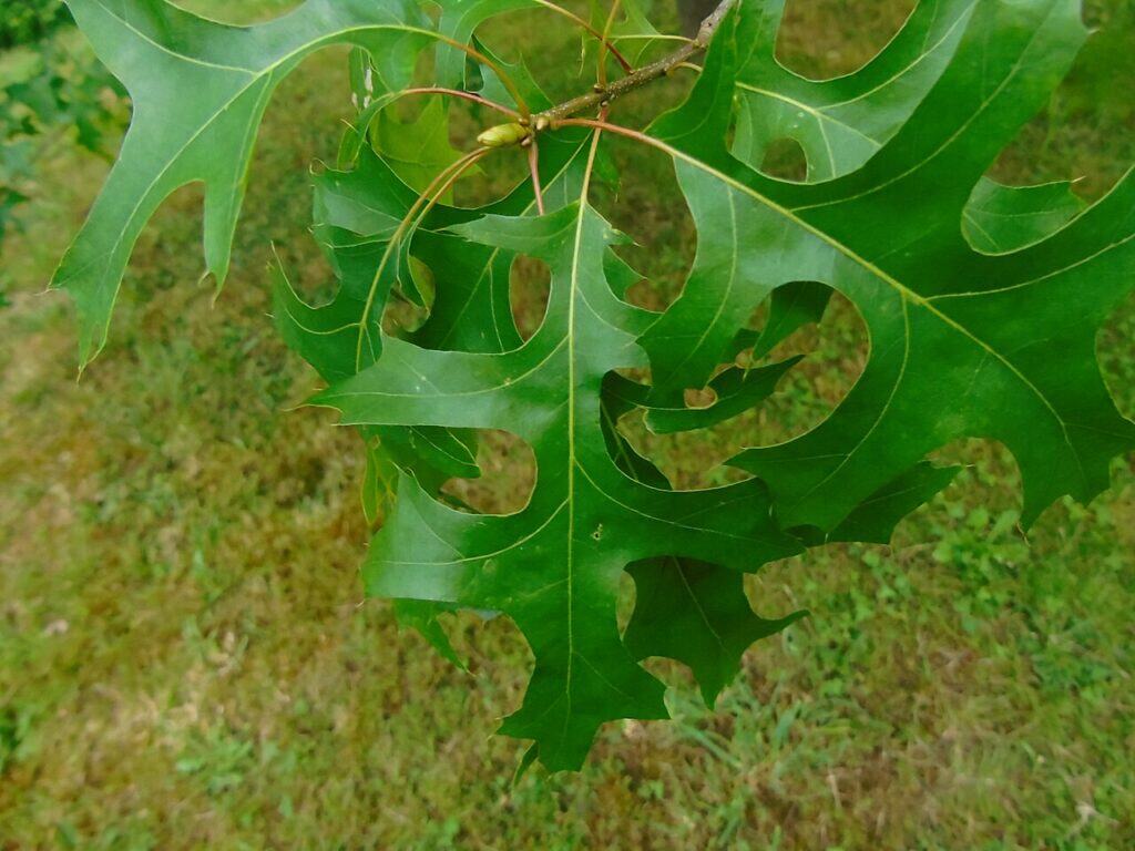Discover Pin Oak: The Stunning Quercus Palustris Tree